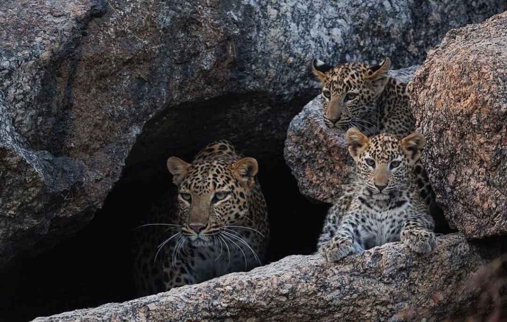 Jawai Leopard Safari - How to Reach, Best Time To Visit
