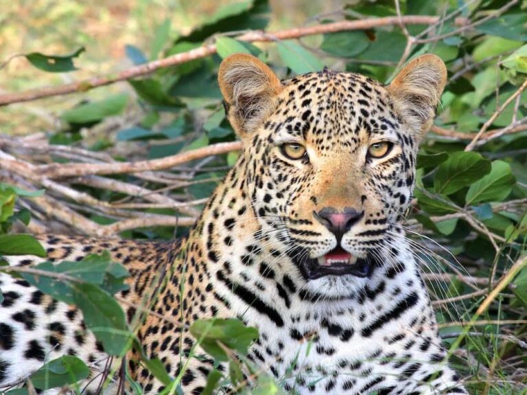 Jawai Leopard Safari - How to Reach, Best Time To Visit